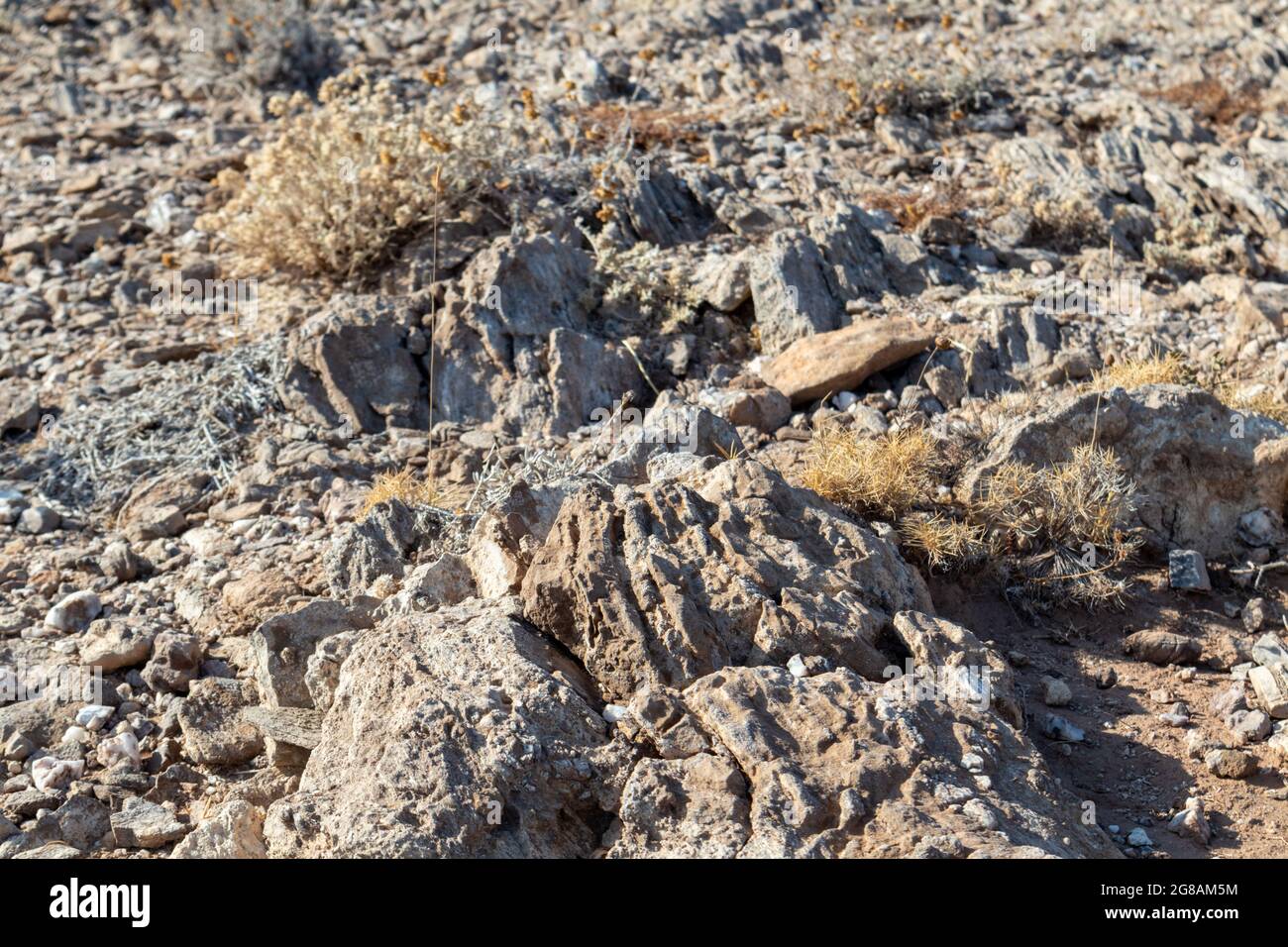 Rocky soil and dry grass close-up, ground in Greece. Hot summer wild ...