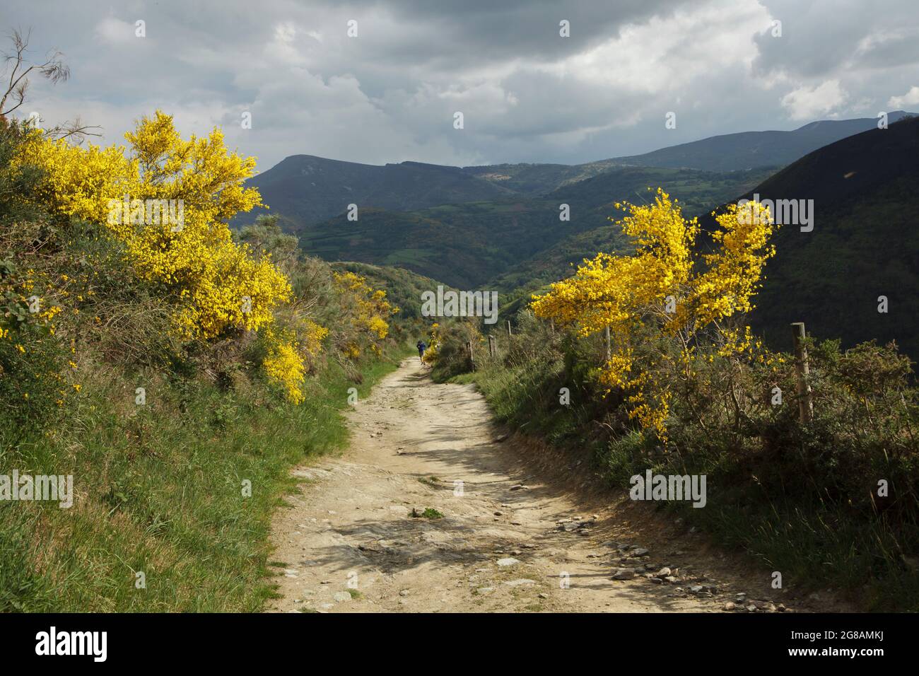 Camino de Santiago (Way of Saint James). Pilgrims follow the Camino de ...