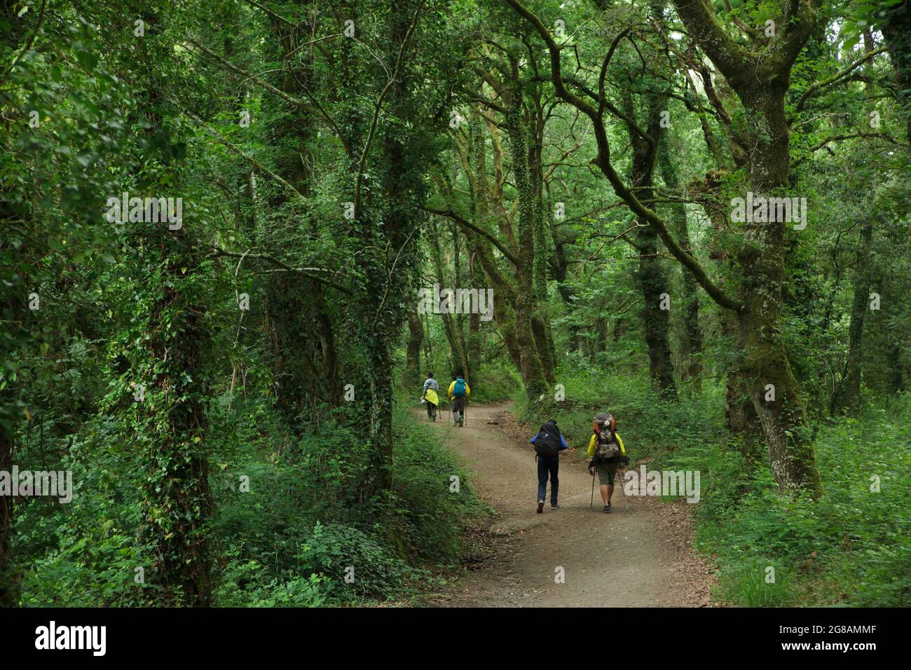 Camino de Santiago (Way of Saint James). Pilgrims walk through the ...