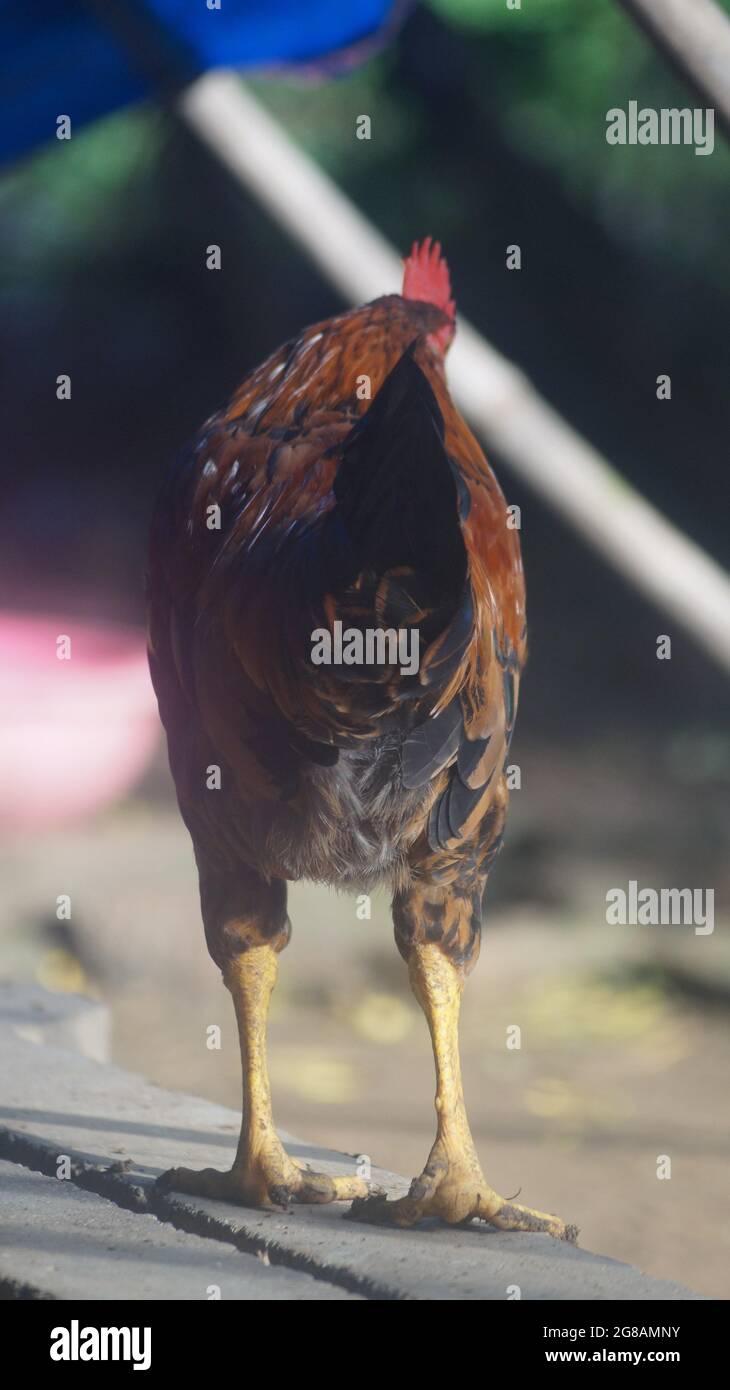 A vertical shot of a dark brown cute chicken standing outside under the ...