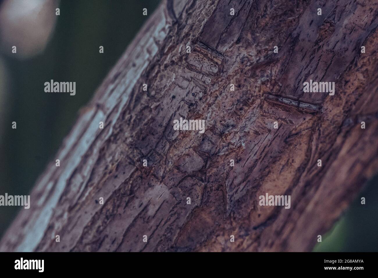 Close-up shot thin tree trunk, surface stem. Wood outer bark. Copy ...