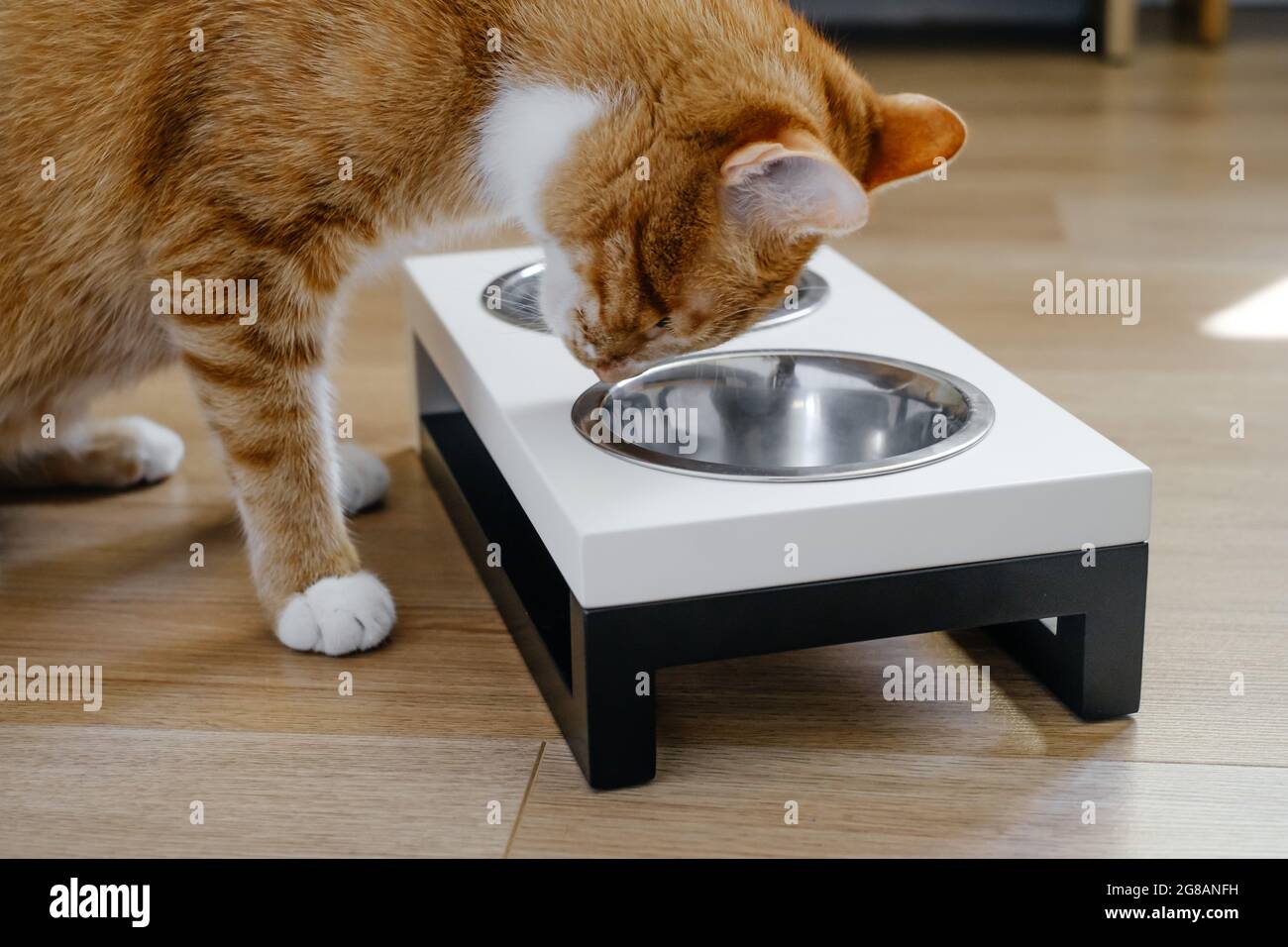 Ginger cat is eating from the bowl, food and water in connected heavy ...