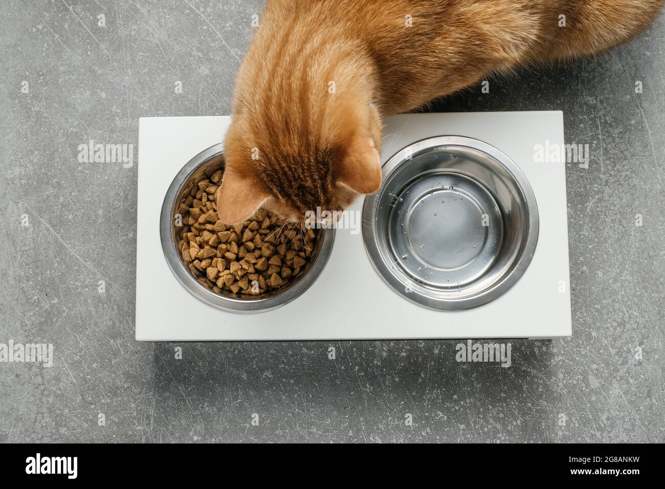 Ginger cat is eating from the bowl, food and water in connected heavy ...