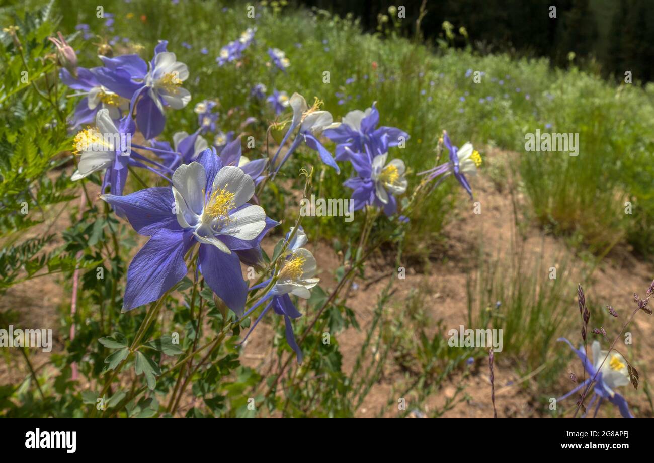 Rocky mountain meadow flowers usa hi-res stock photography and images ...
