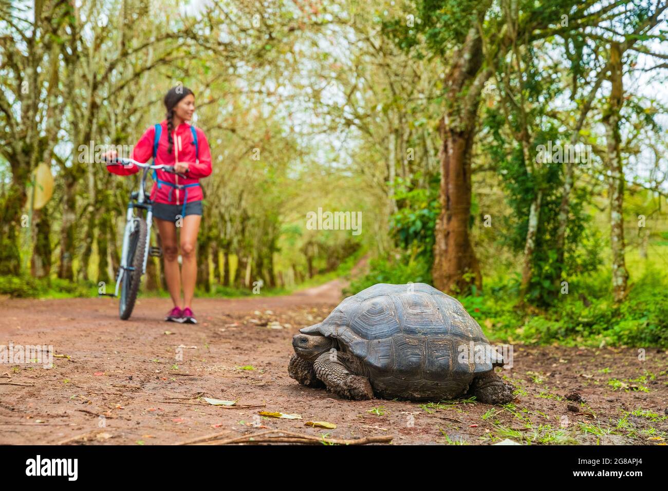 Galapagos Giant Tortoise and tourist cycling on bike on Santa Cruz ...