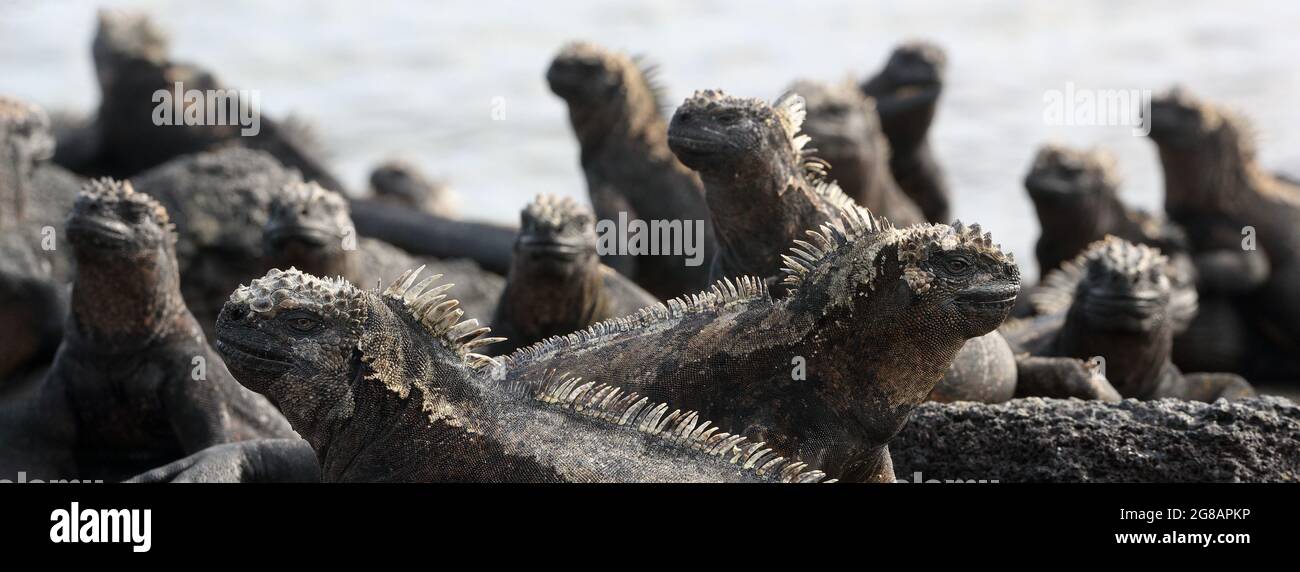 Panoramic banner of Galapagos animals - Marine Iguana. Cute Amazing ...