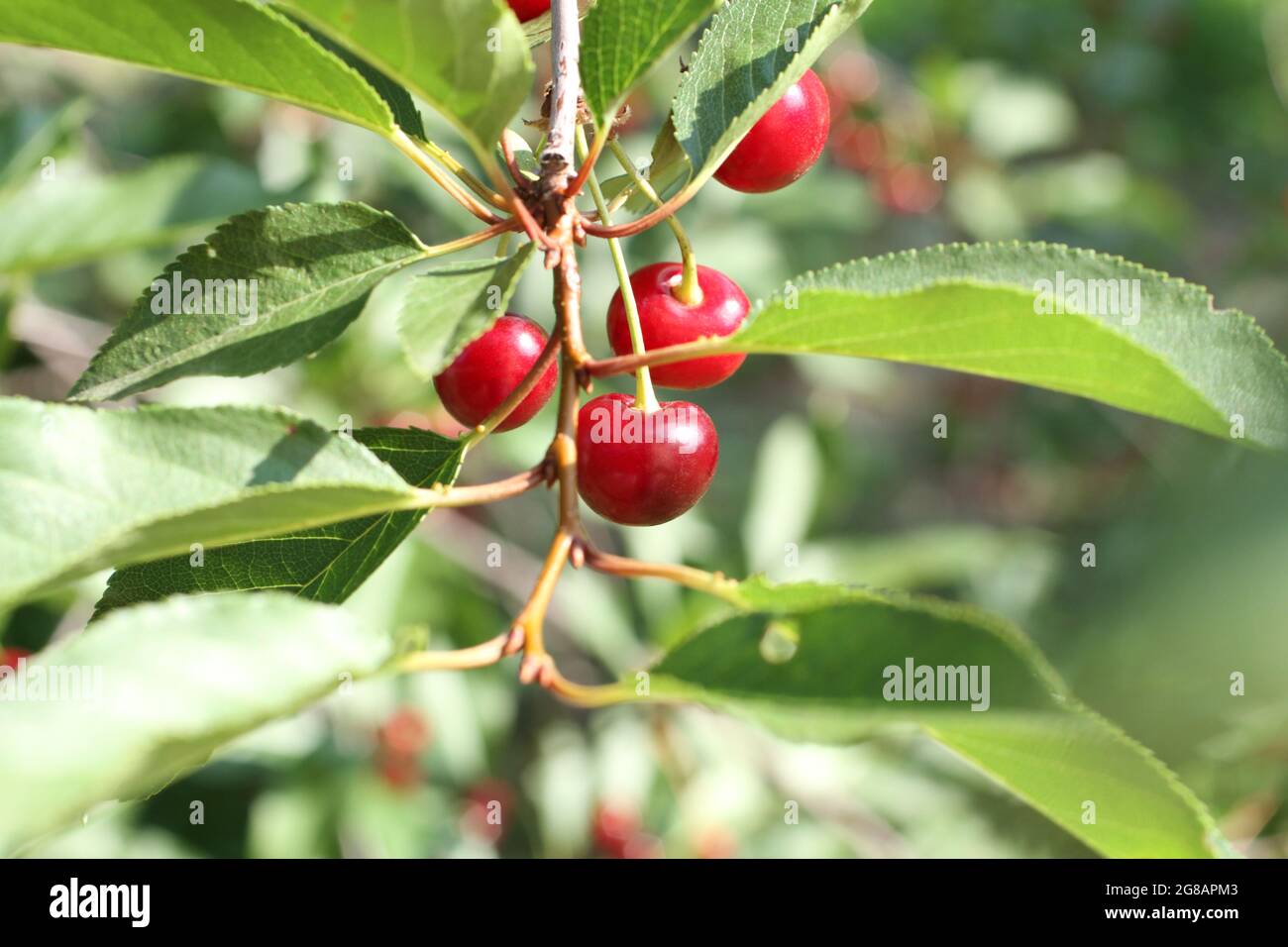 June berry tree hi-res stock photography and images - Alamy