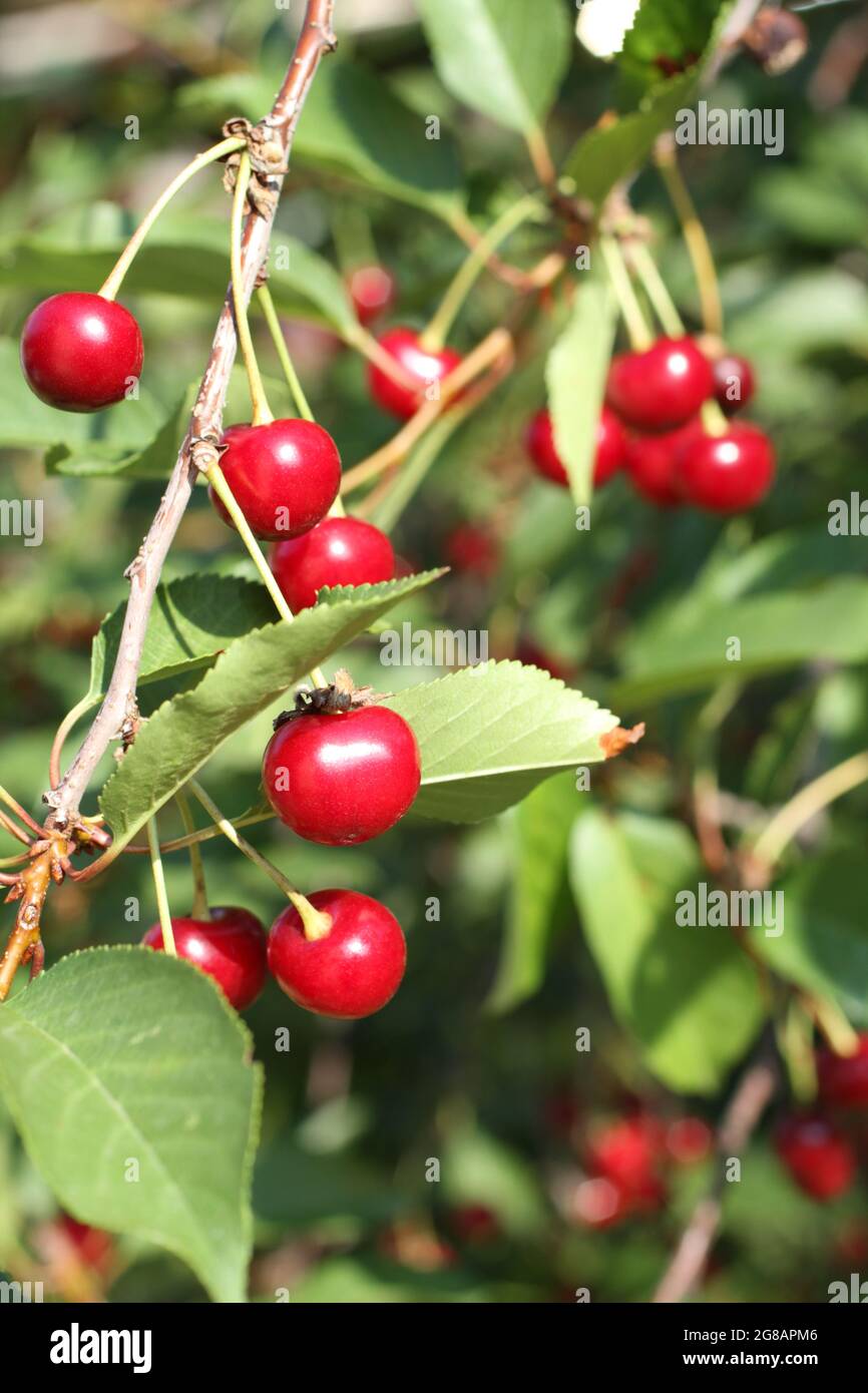 June berry tree hi-res stock photography and images - Alamy