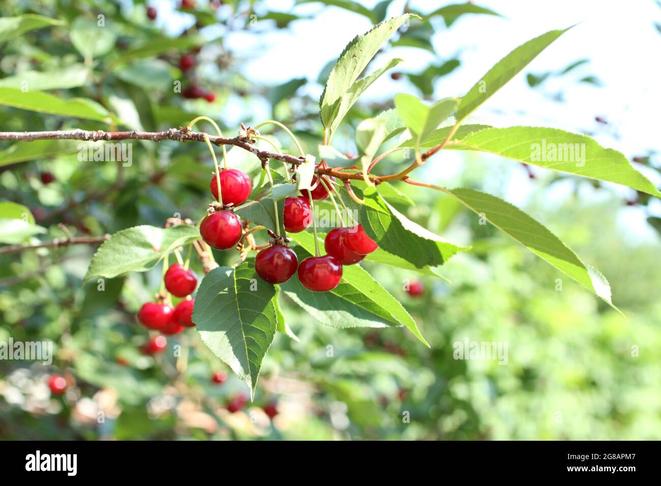June berry tree hi-res stock photography and images - Alamy