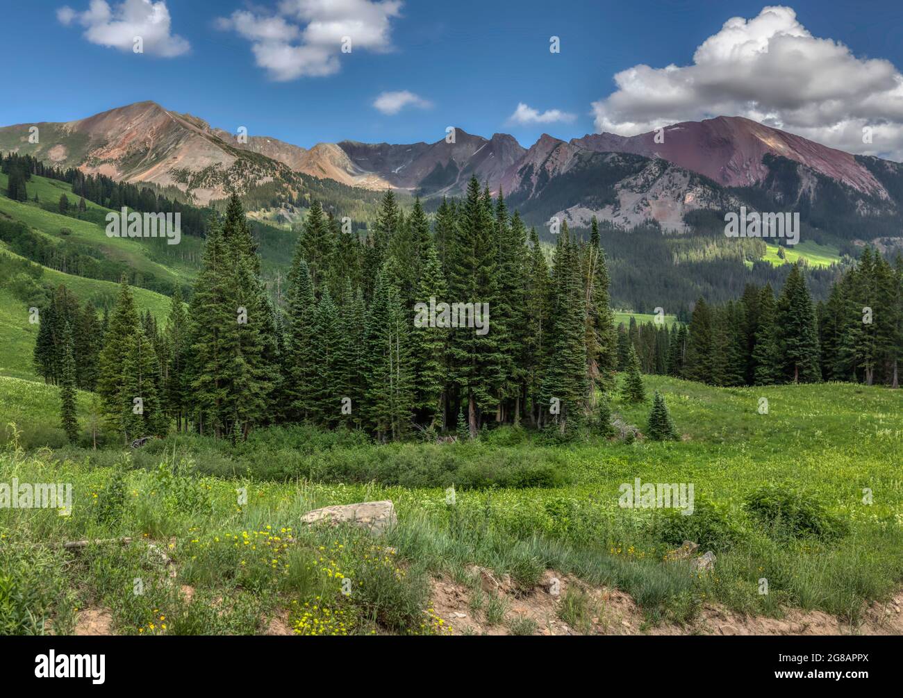 Wildflowers in bloom in alpine meadow hi-res stock photography and ...
