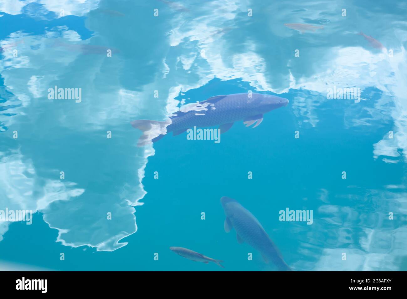 Background with reflection of clouds in the lake and swimming fish ...