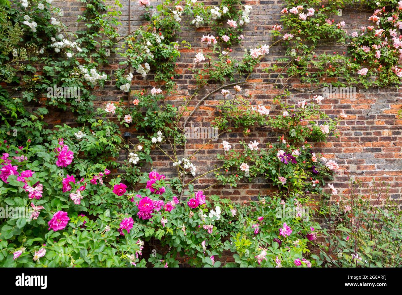 Rambling rose wall hi-res stock photography and images - Alamy