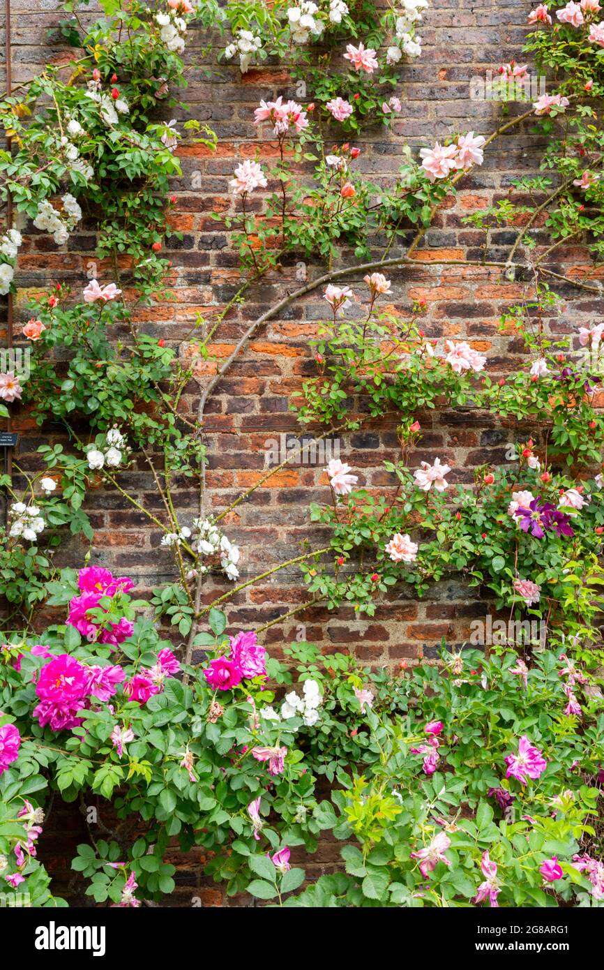 Rambling rose wall hi-res stock photography and images - Alamy
