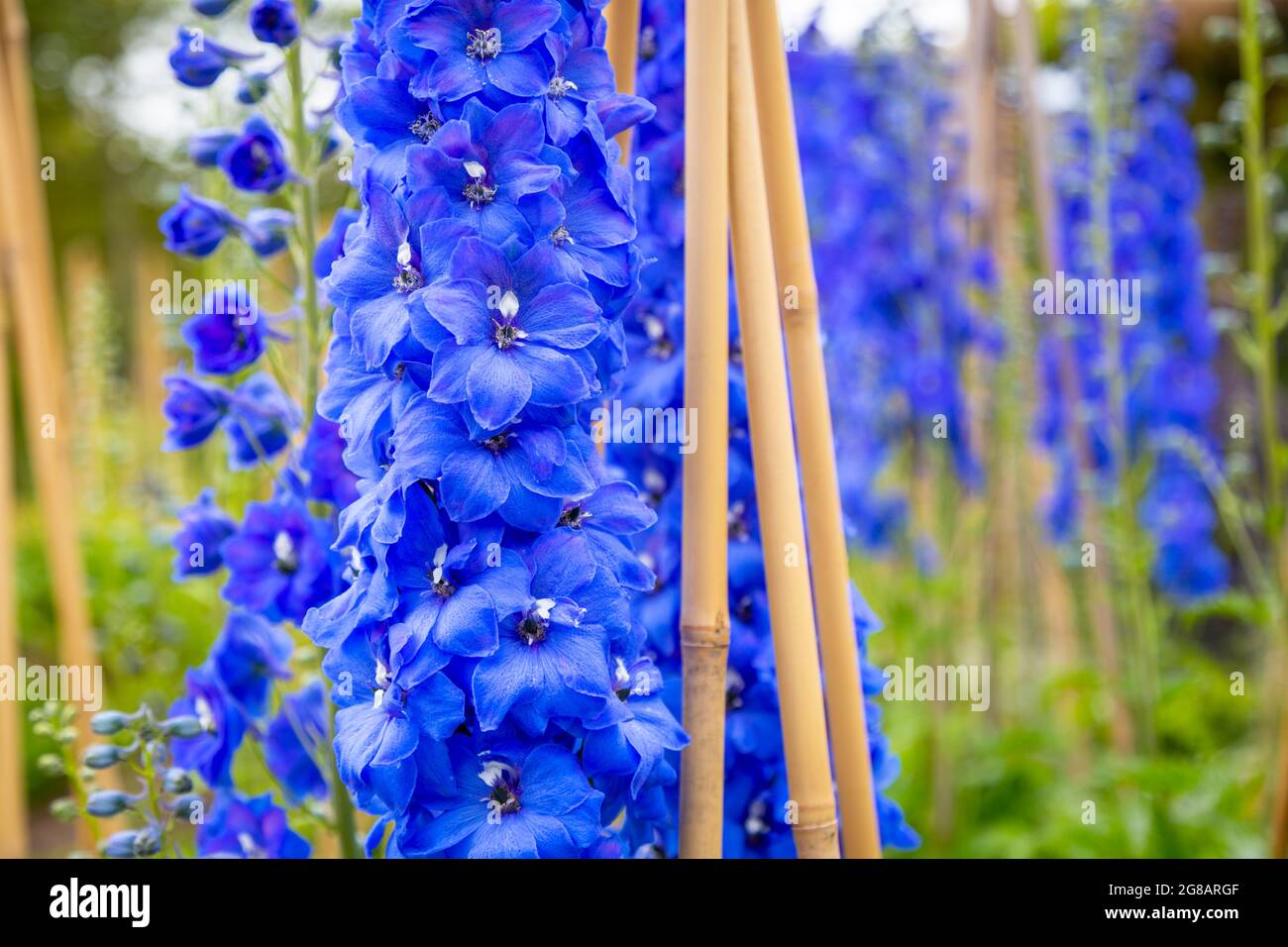 Flowers deep blue hi-res stock photography and images - Alamy