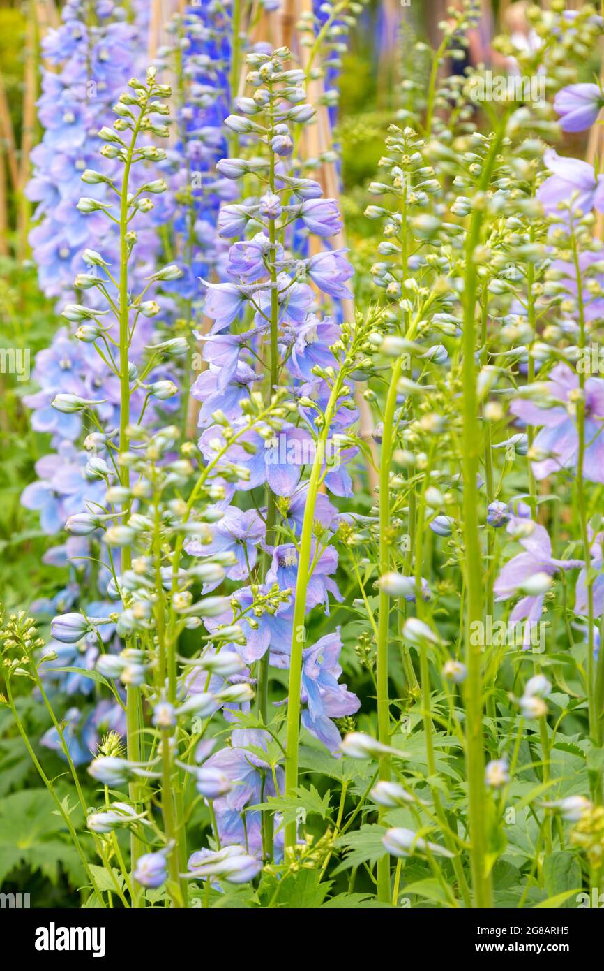 Pale blue delphinium hi-res stock photography and images - Alamy