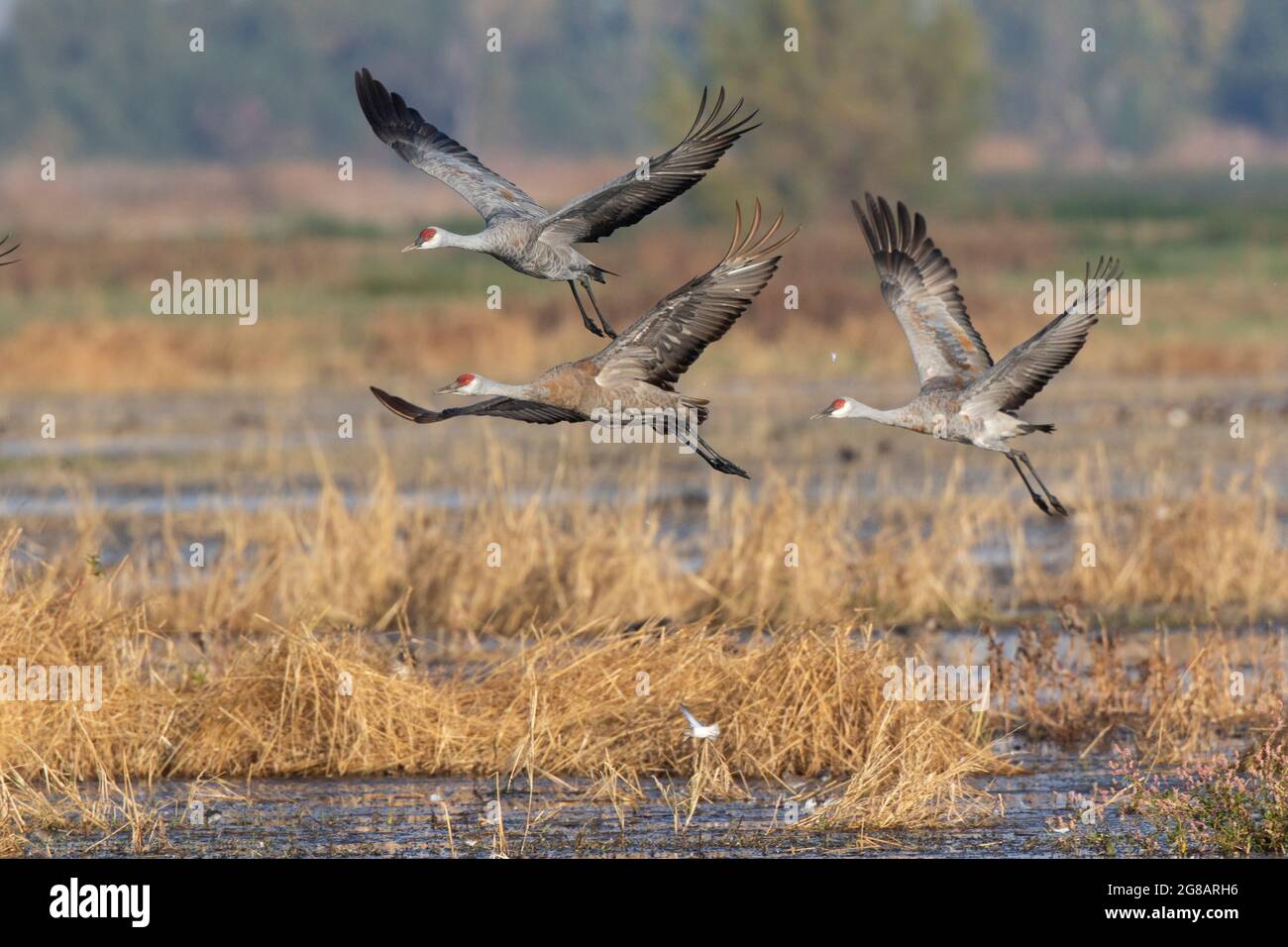 A trio of adult Lesser Sandhill Cranes, Antigone canadensis, flying ...