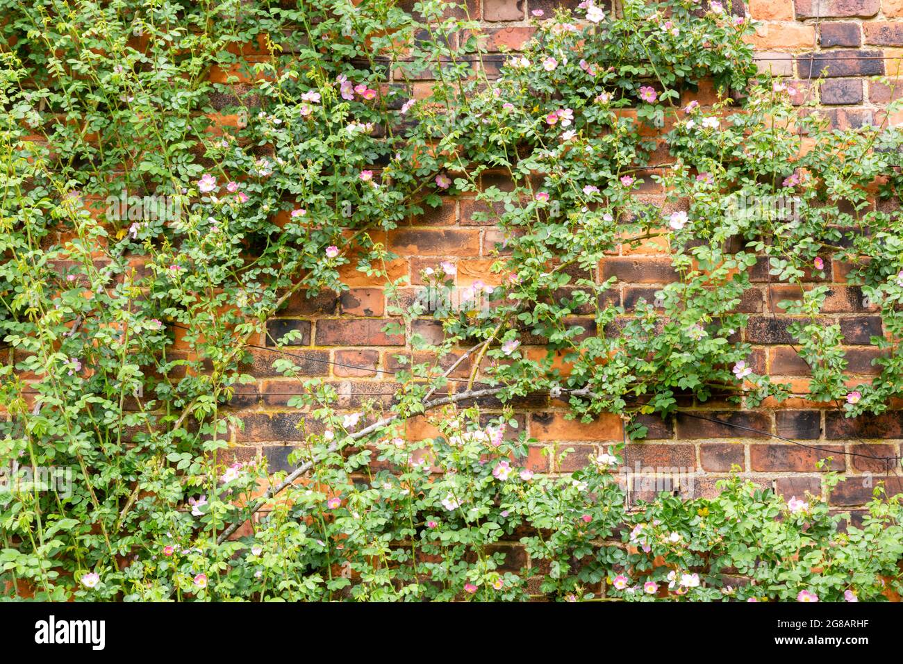 Rambling rose wall hi-res stock photography and images - Alamy