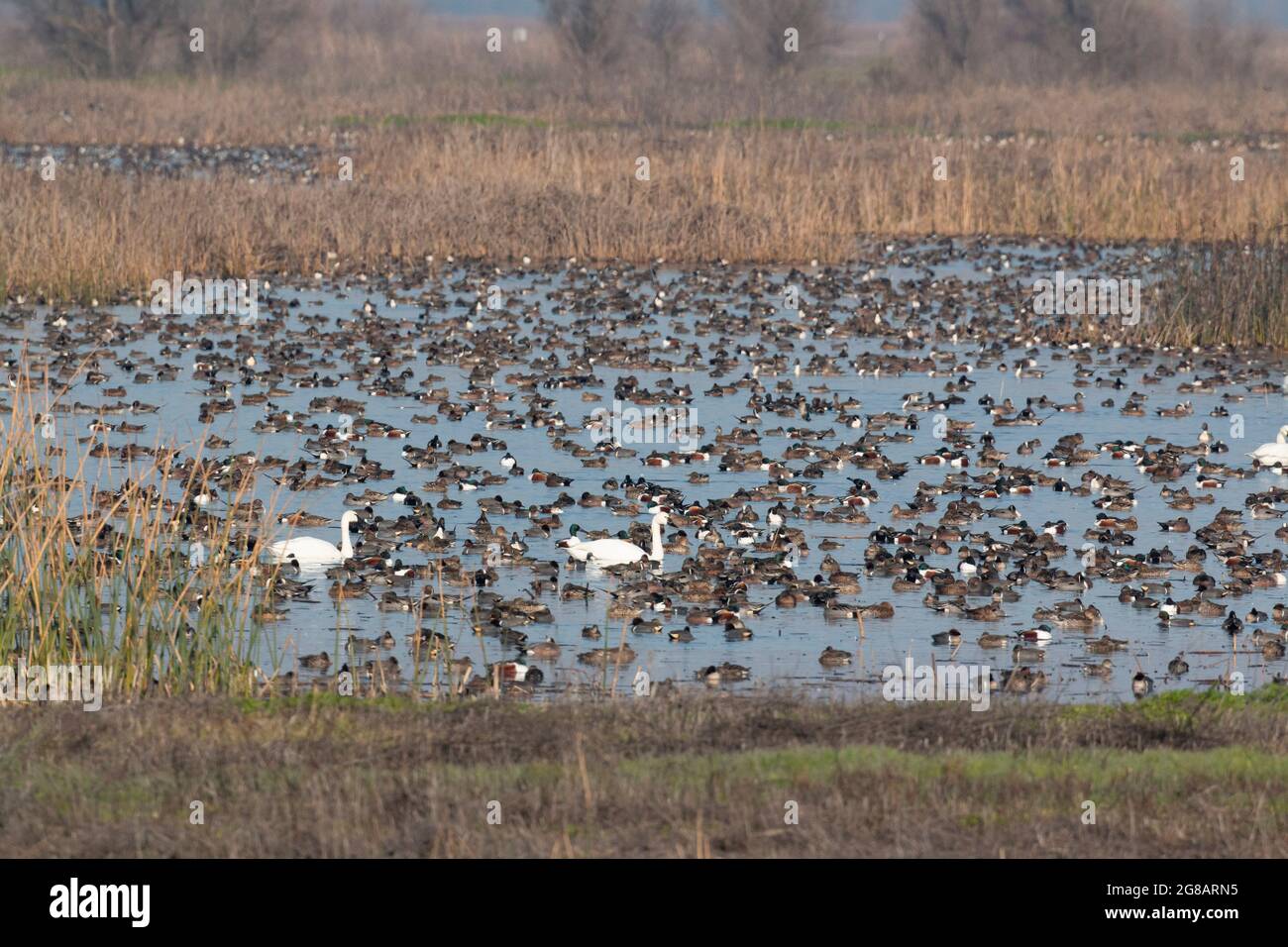 Waterfowl species hi-res stock photography and images - Alamy