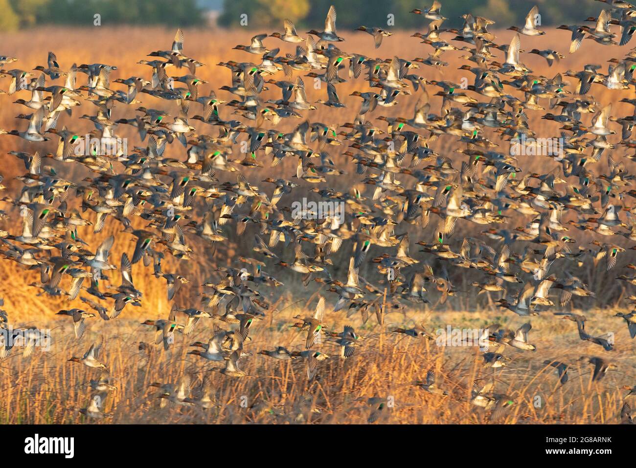 Green winged teal in flight hi-res stock photography and images - Alamy