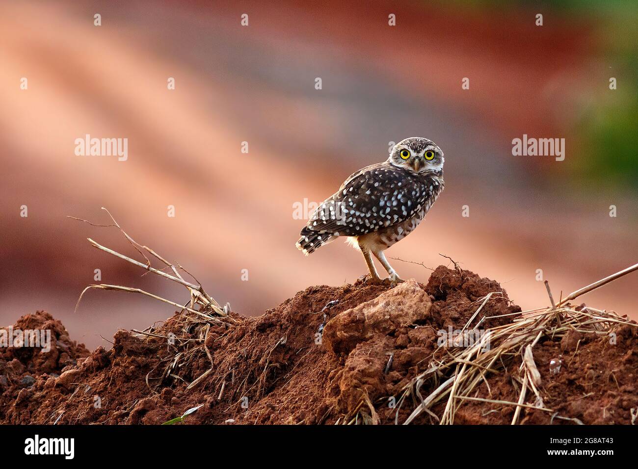 Ground burrowing animal hi-res stock photography and images - Alamy