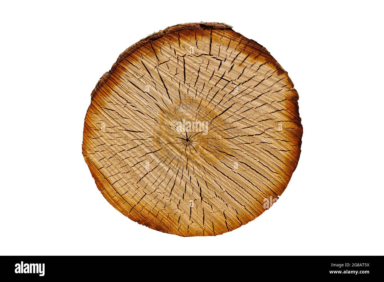 birch trunk with cracks. wood texture. round cut tree isolated on white ...