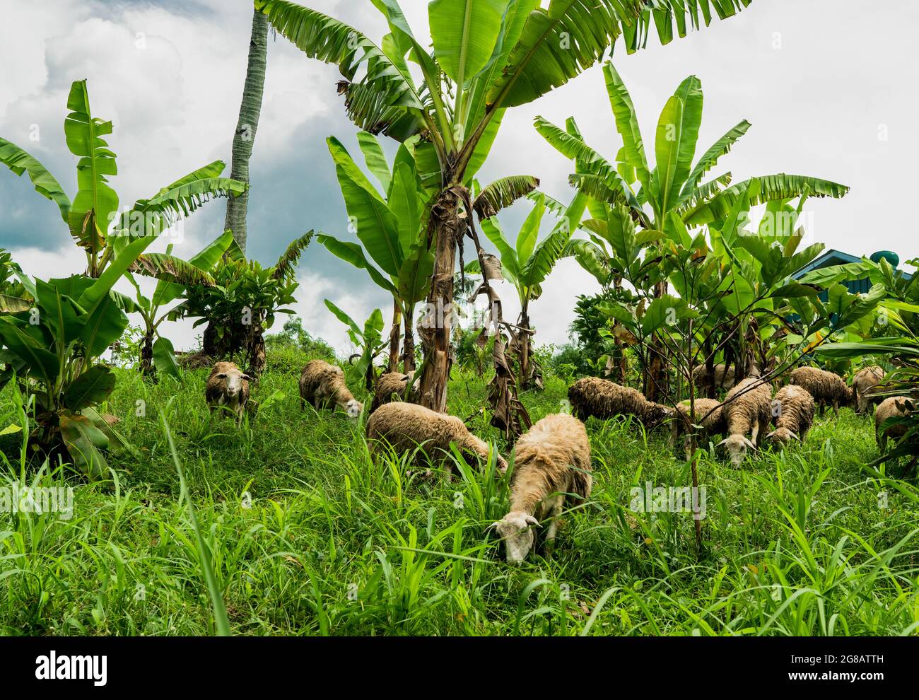 Jungle grass hi-res stock photography and images - Alamy