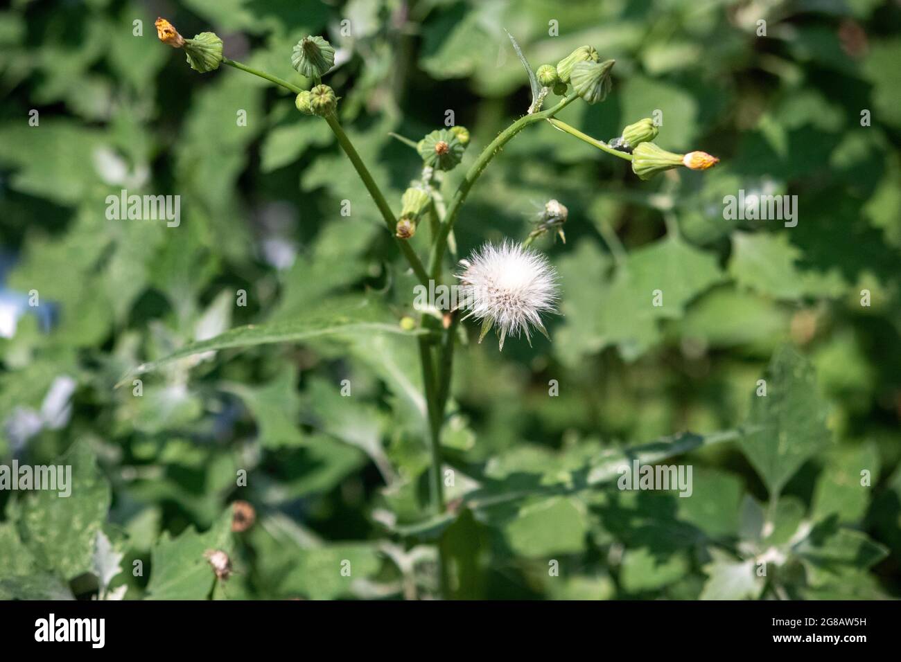 Asper grass hi-res stock photography and images - Alamy