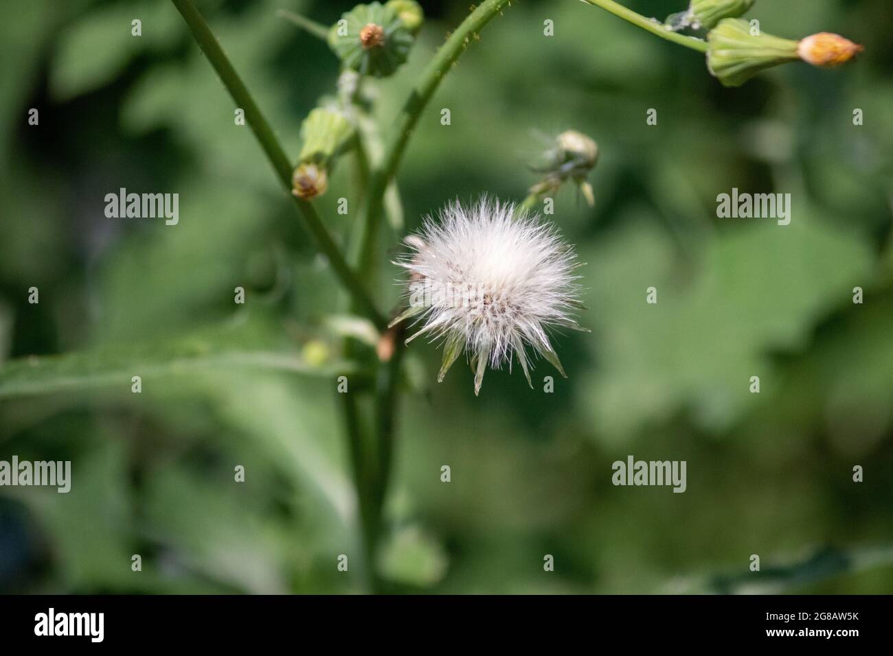 Asper grass hi-res stock photography and images - Alamy