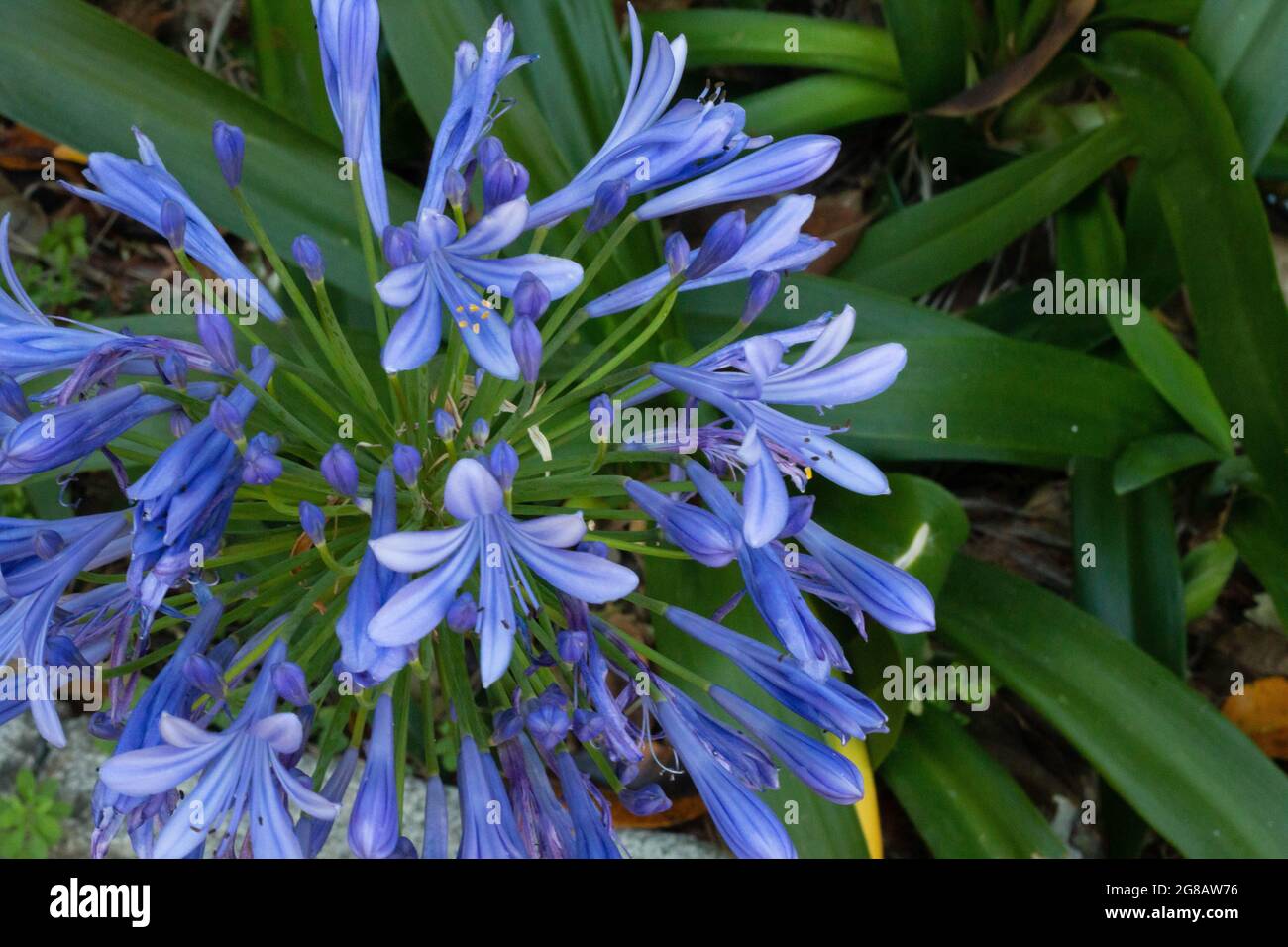 Multicolored Flower Background. Floral Wallpaper with Purple and Violet ...