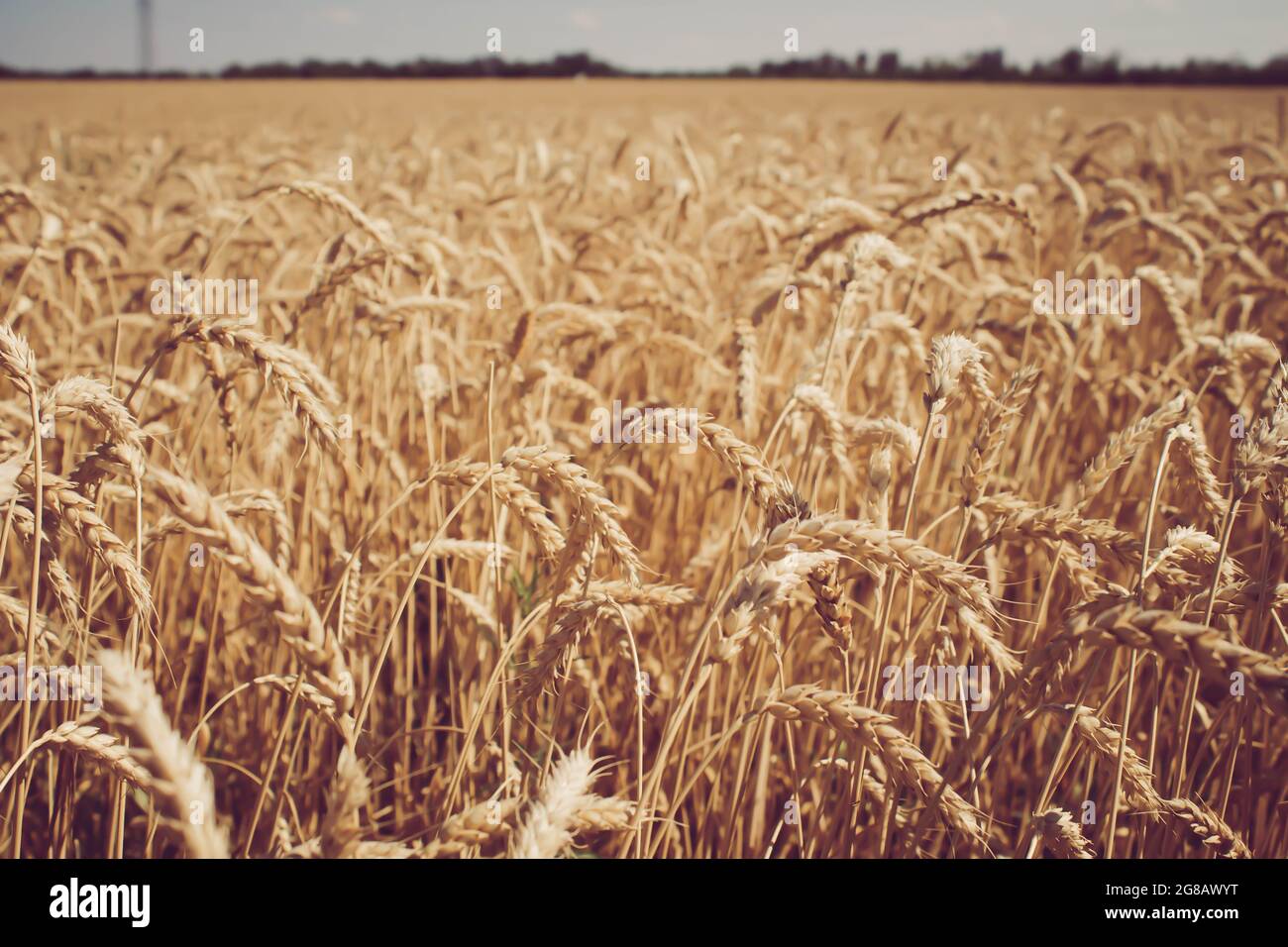 Wheat ears in the hand of the farmer. Rye in the field before ...