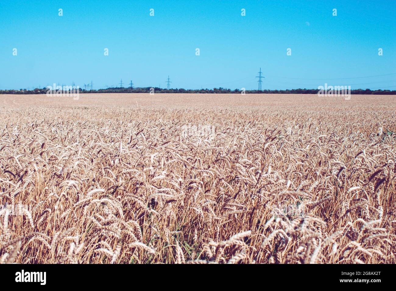 Wheat ears in the hand of the farmer. Rye in the field before ...