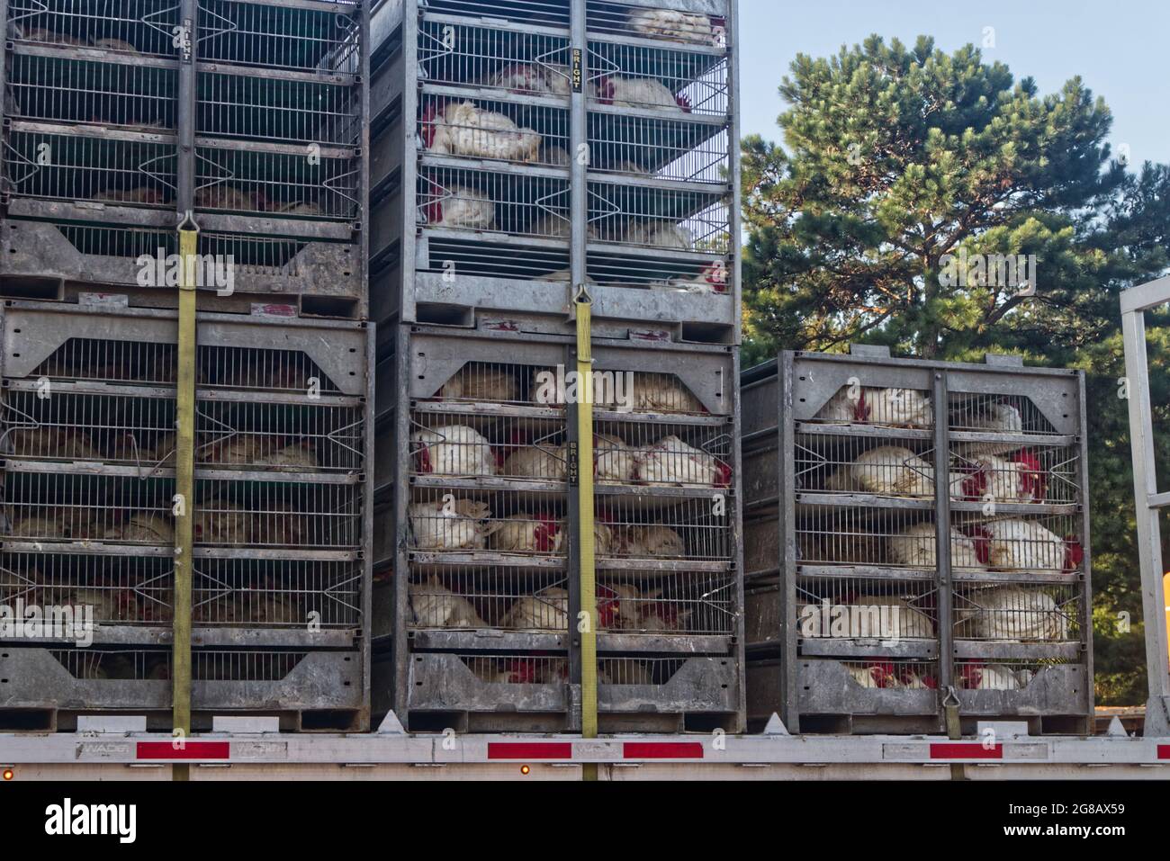 Cage chicken truck hi-res stock photography and images - Alamy