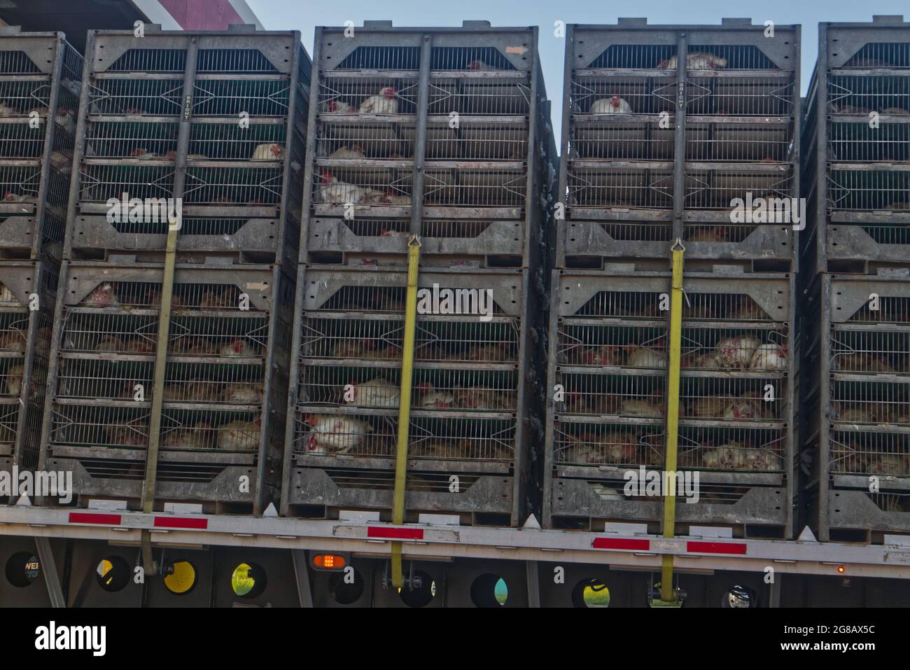 Chickens cages truck hi-res stock photography and images - Alamy