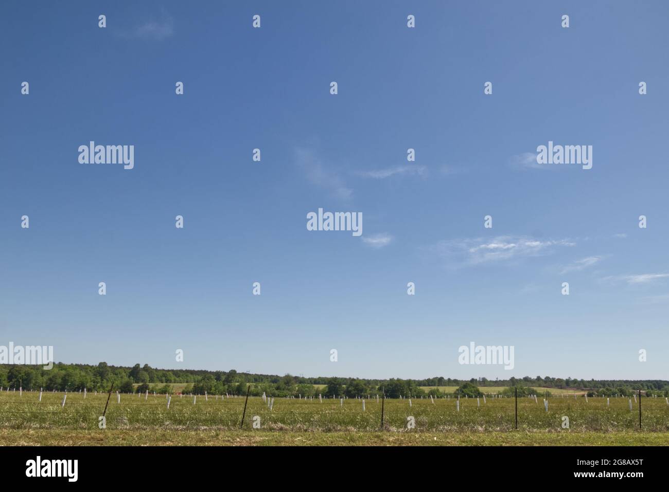 Rows of newly planted Pecan trees on a pecan tree farm plantation in ...
