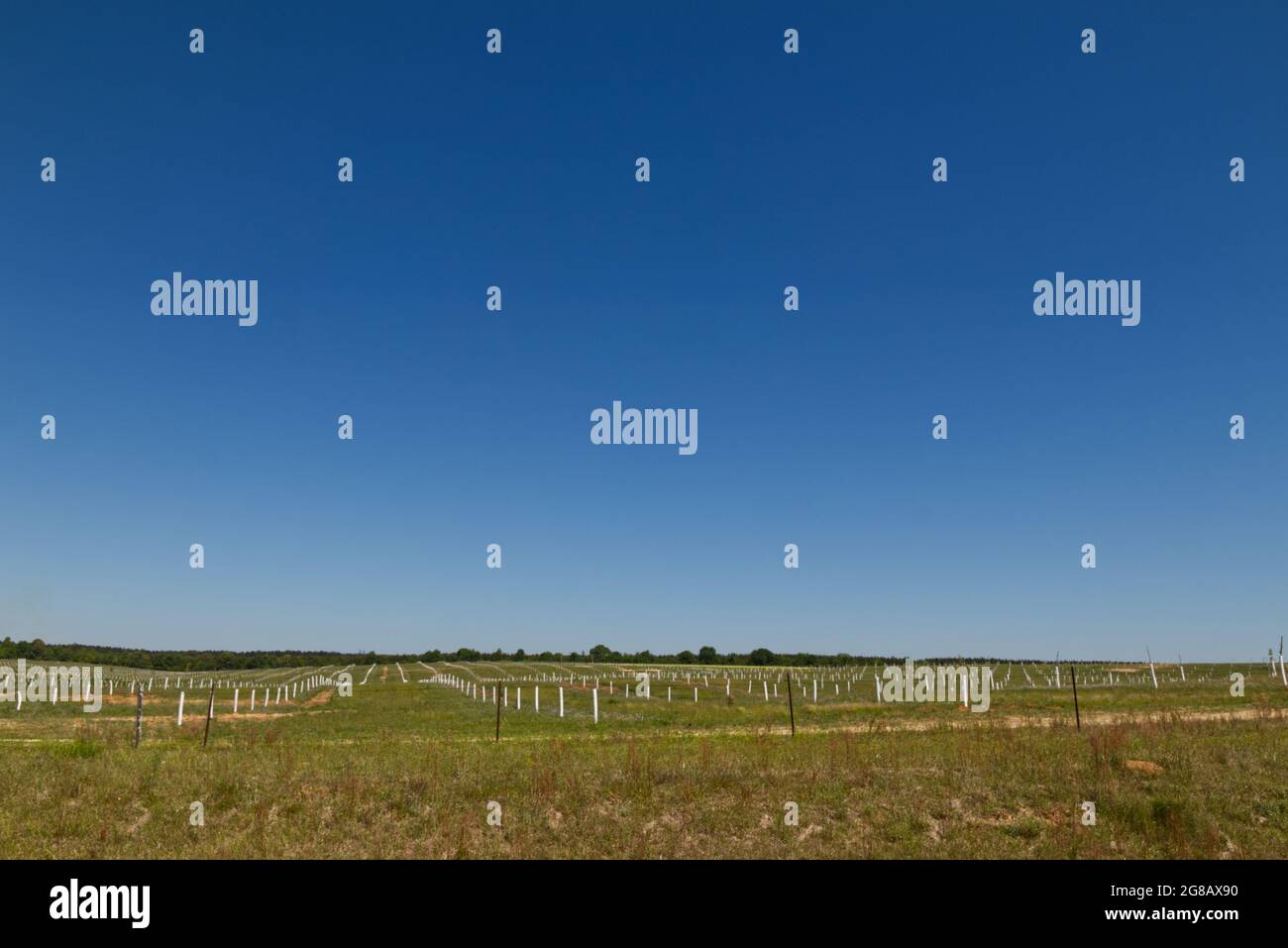 Rows of new planted Pecan trees on a pecan tree farm plantation in ...