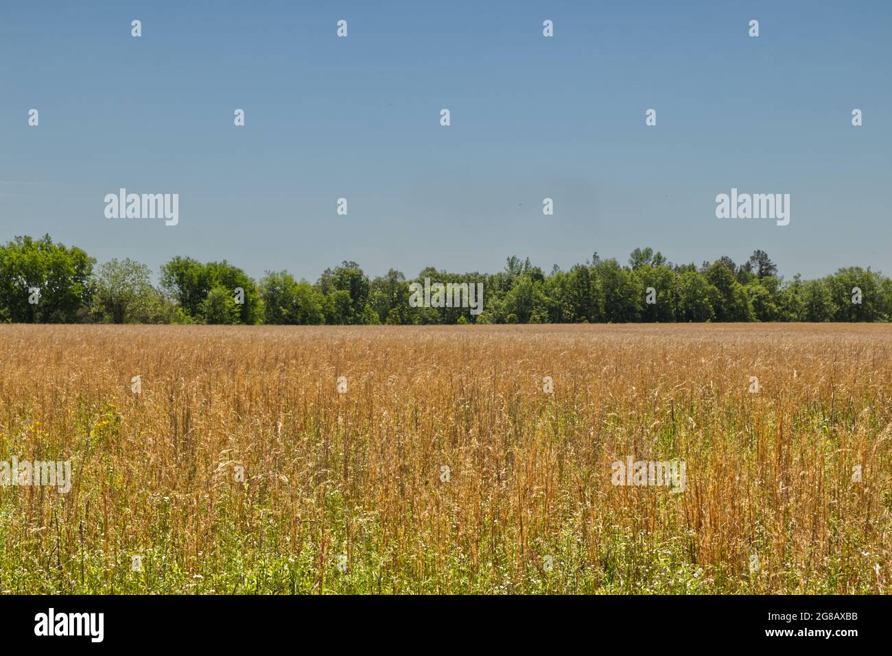 Hay in a field waving in the wind in rural Georgia and clear blue sky ...
