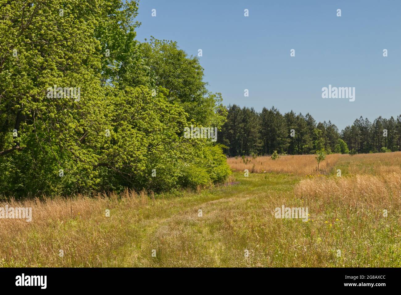 A faded path through a beautiful nature scene background Stock Photo ...