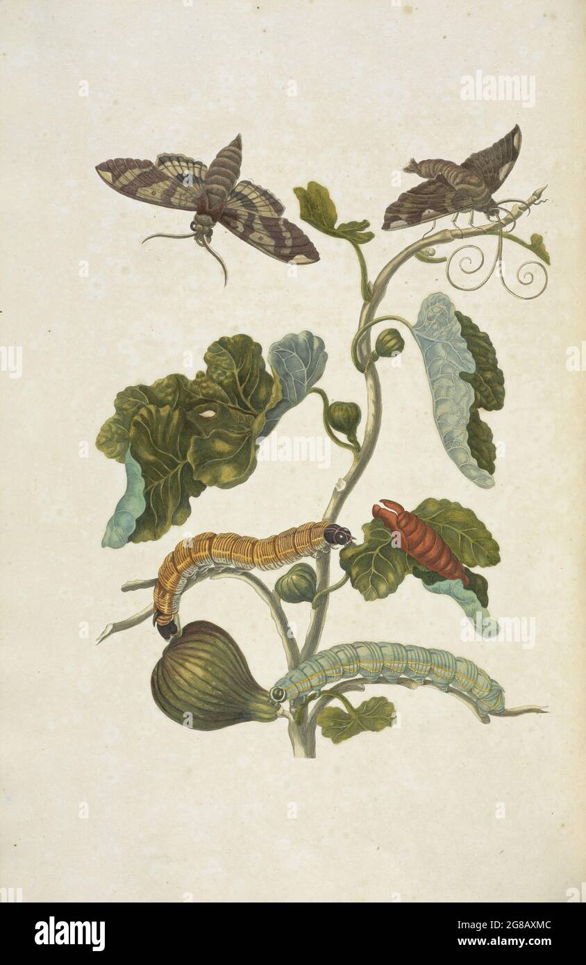 From Metamorphosis insectorum Surinamensium (Insects of Suriname ...