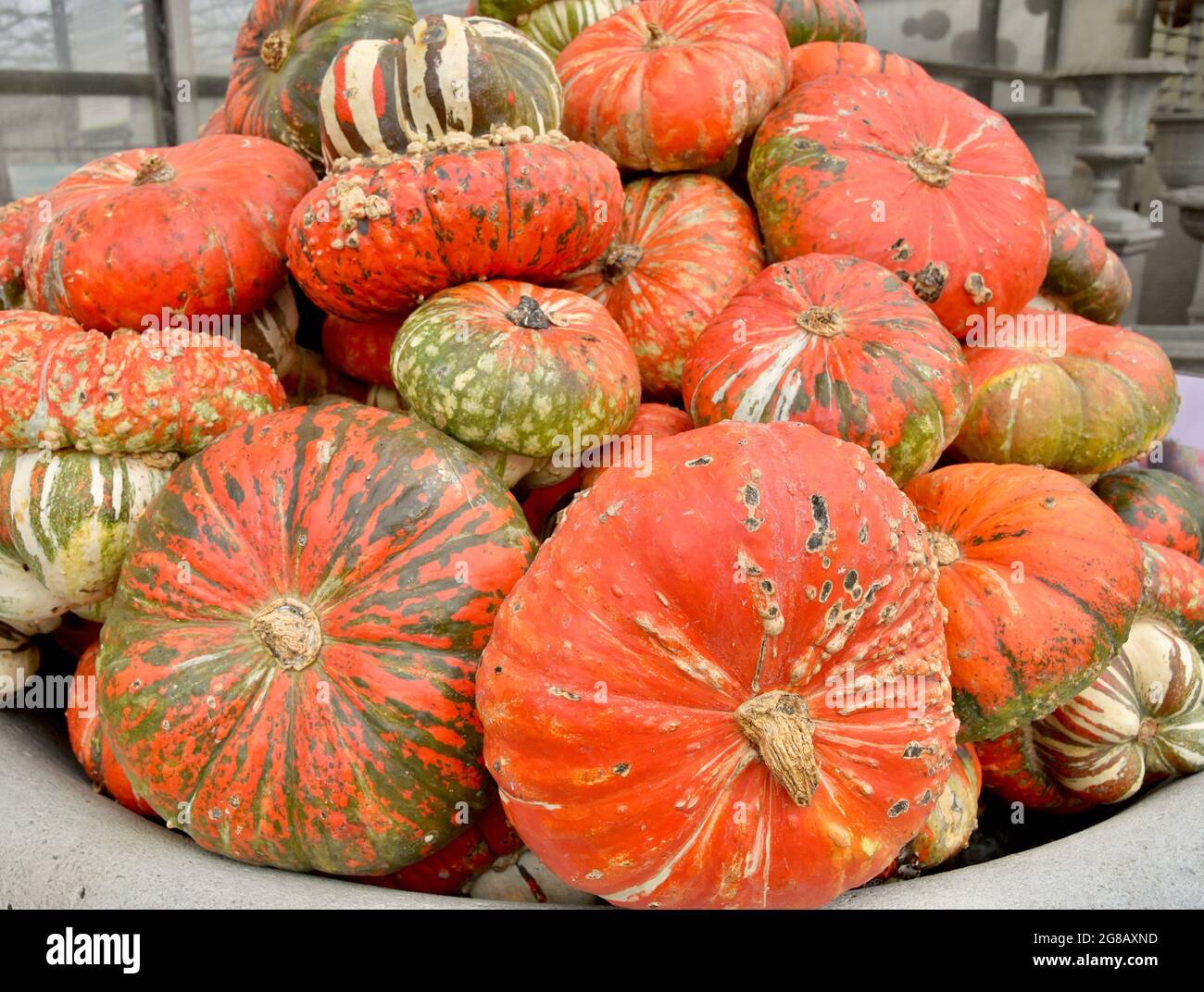 Turk's Turban squash in a colorful mound at a local farmstand Stock ...