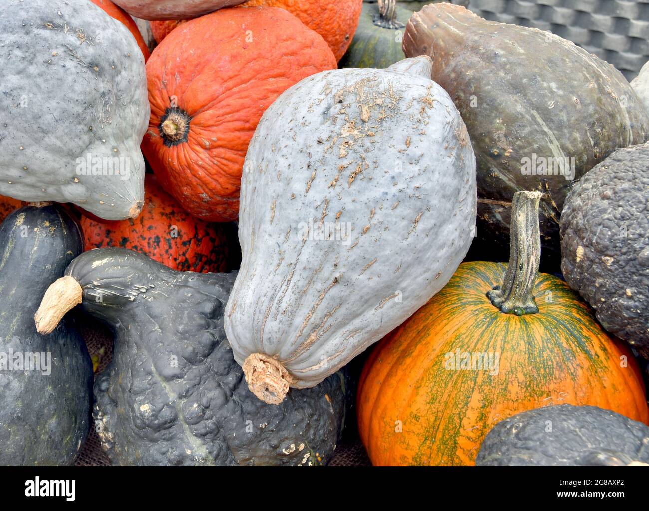 Warty squash hi-res stock photography and images - Alamy
