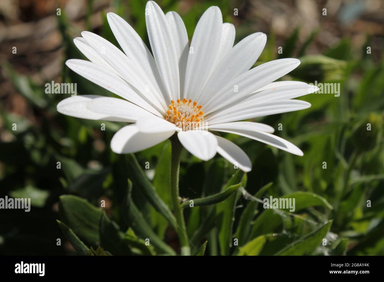 Portuguese Flowers, Flores Portuguesas, Ilha da Madeira, Isla de ...