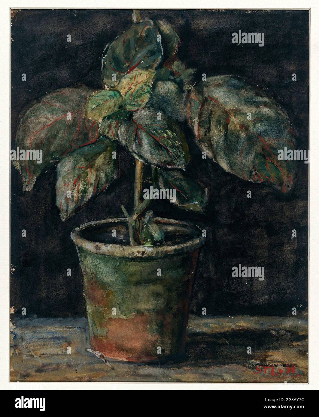 vintage, retro, old, photograph, century, botany, graphics, antique ...