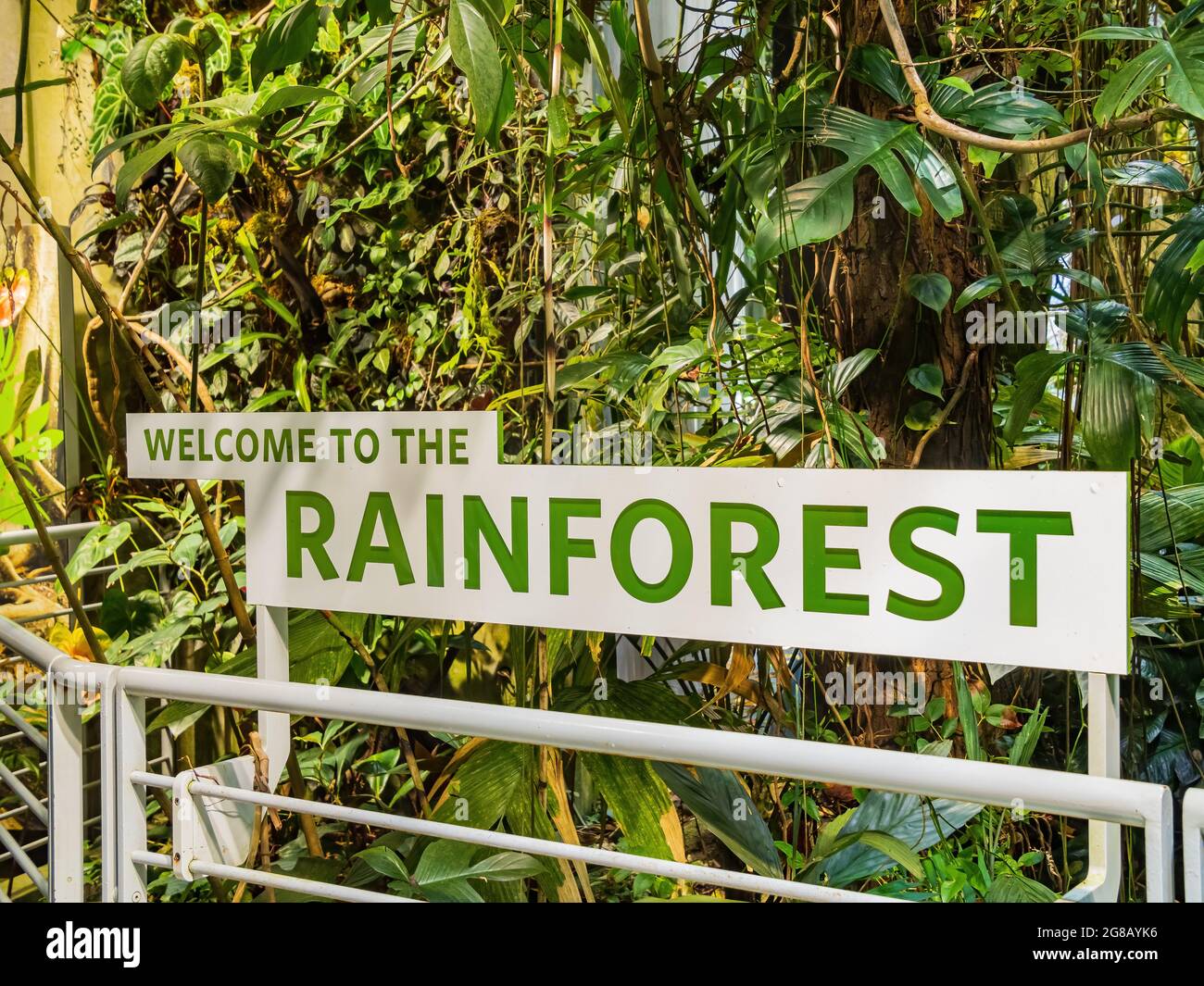 California rainforest hi-res stock photography and images - Alamy