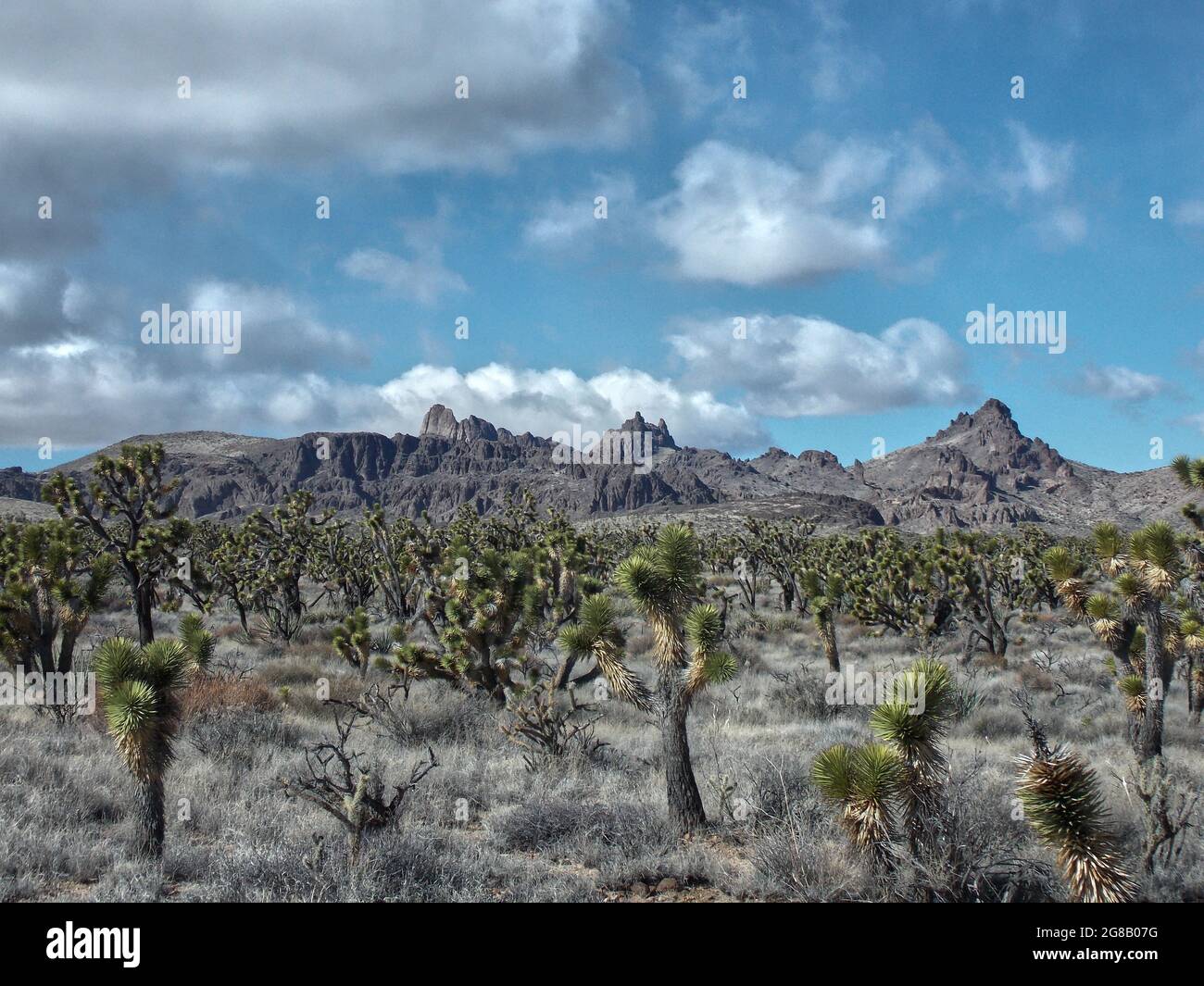 Joshua Tree forest under the New York Mountains Stock Photo - Alamy
