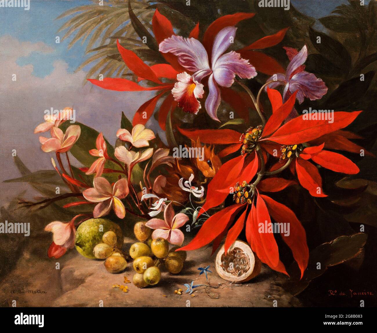 vintage, retro, old, photograph, century, botany, graphics, antique ...
