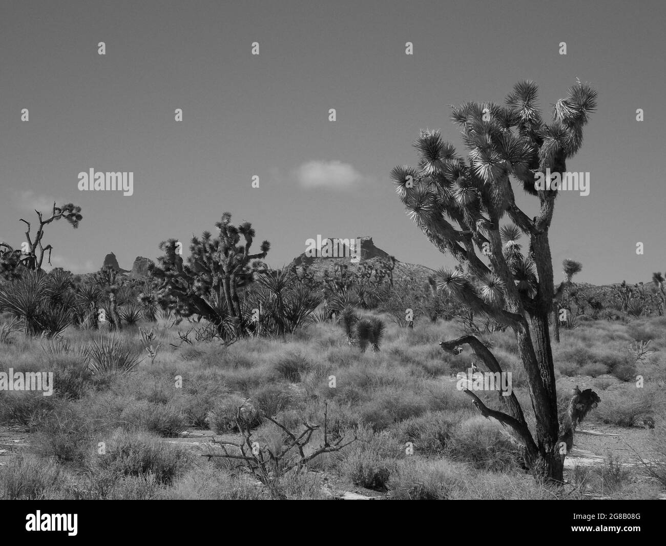 Joshua tree black white hi-res stock photography and images - Alamy