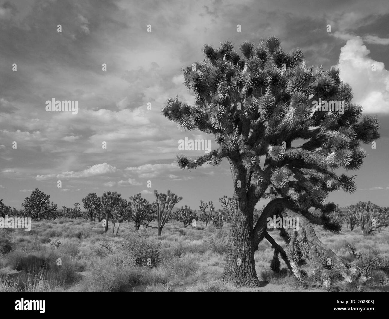 Joshua Tree forest under the New York Mountains Stock Photo - Alamy