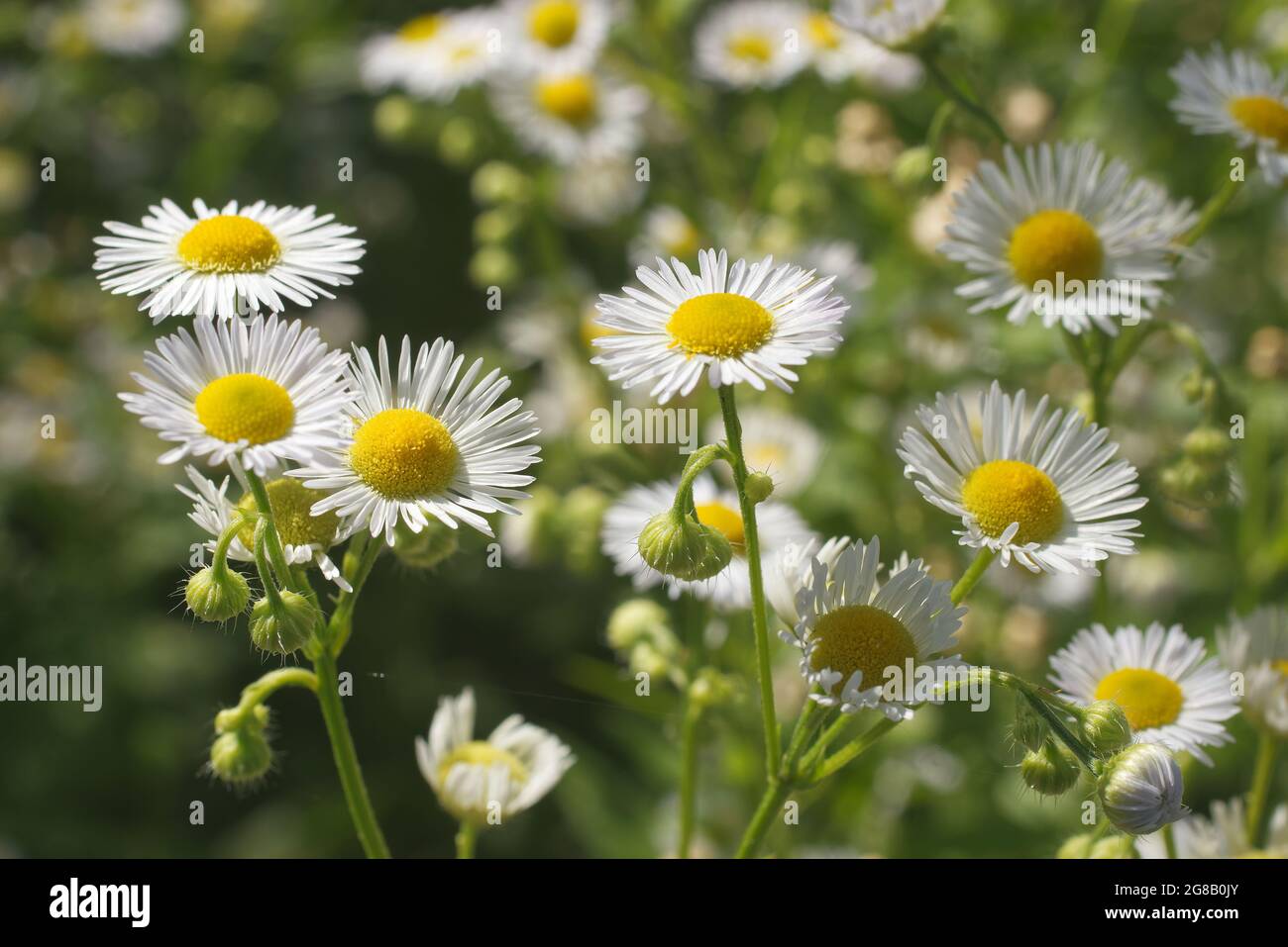 Bellis perennis, the common daisy, is a plant of the family Asteraceae ...
