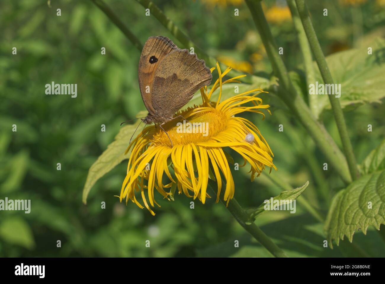Inula helenium, elecampane also called horse-heal or elfdock, the plant ...