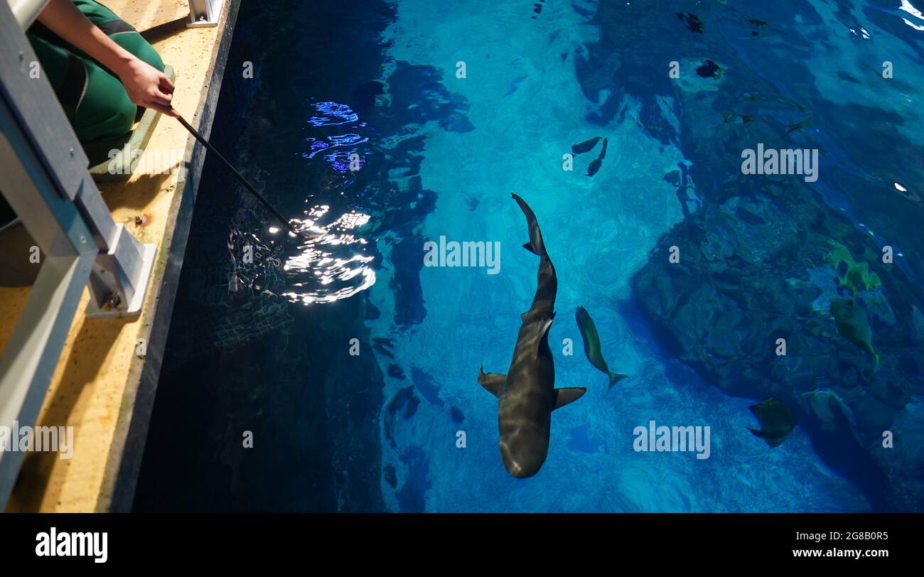 Hamburg, Germany. 23rd June, 2021. Animal keeper Annika Höffner feeds a ...